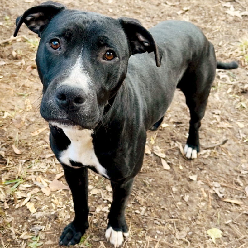 Adoptable Dogs — Humane Society of Jefferson County, Wisconsin