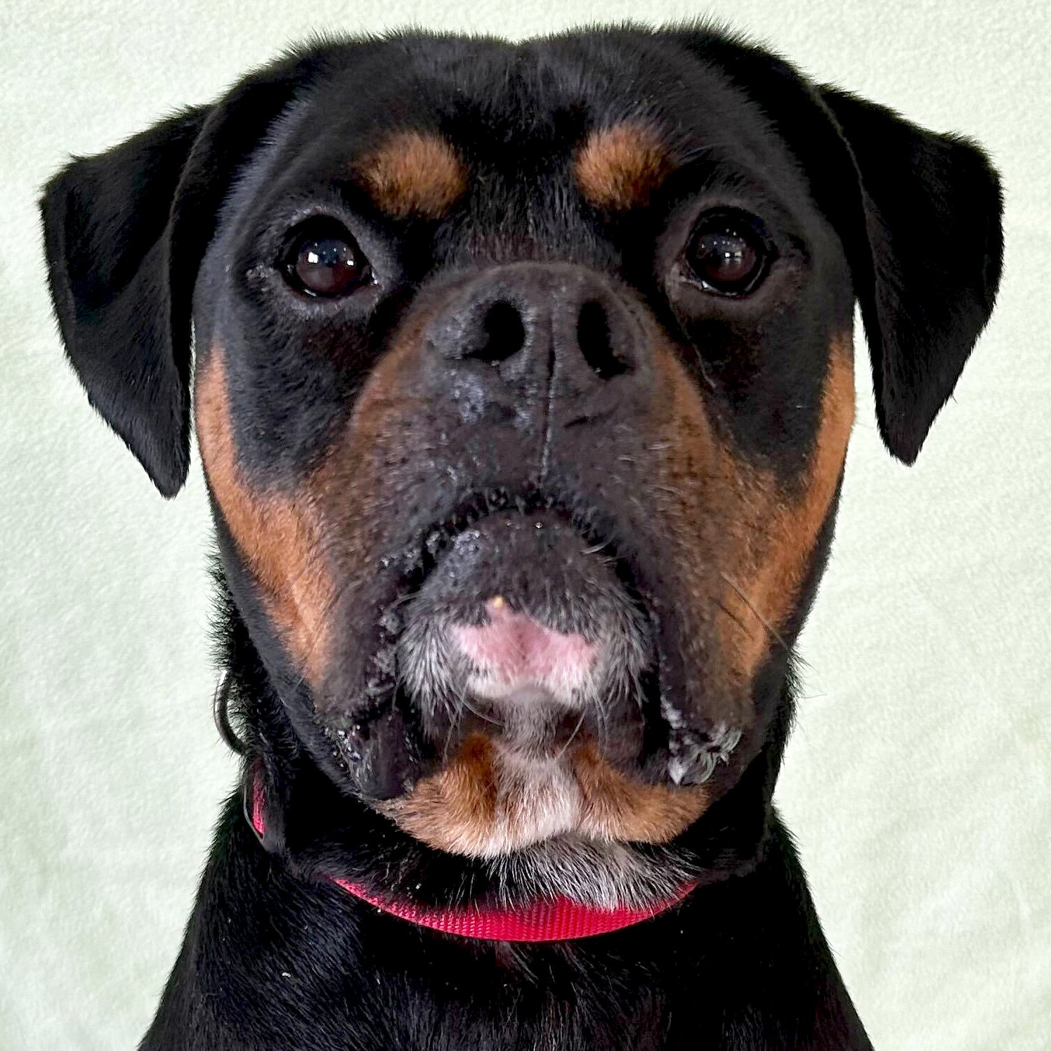 Adoptable Dogs — Humane Society of Jefferson County, Wisconsin