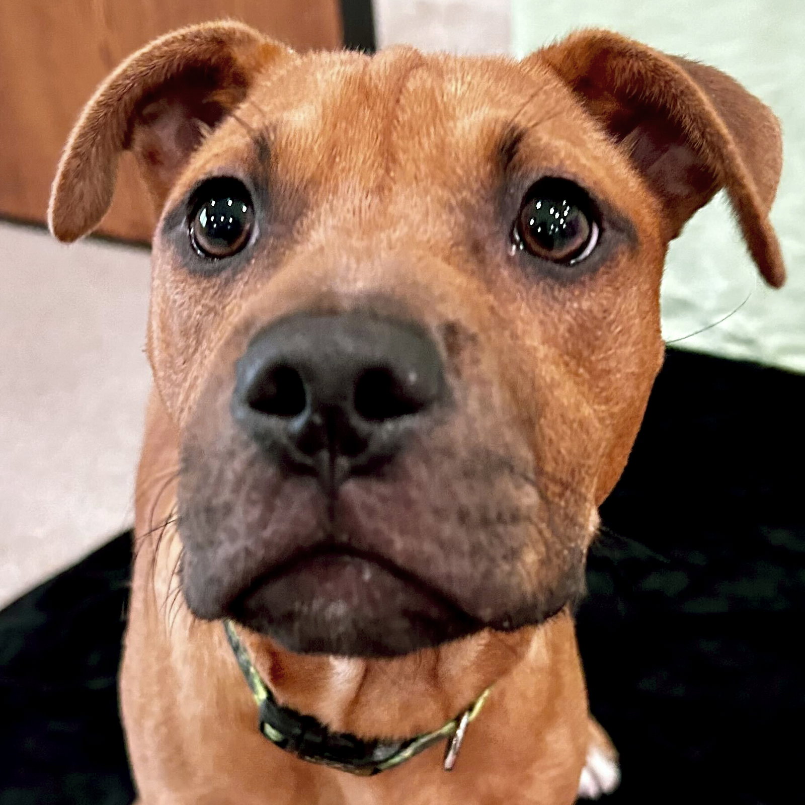 Adoptable Dogs — Humane Society of Jefferson County, Wisconsin