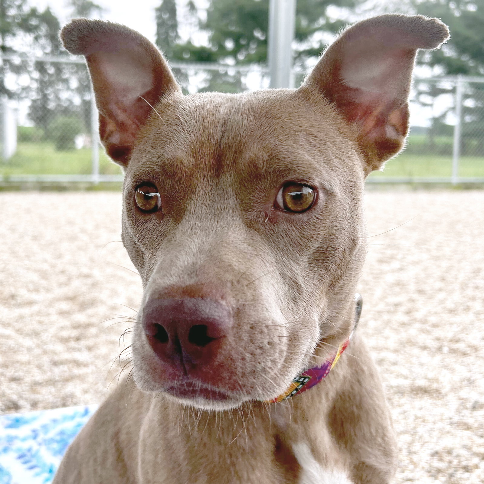 Adoptable Dogs — Humane Society of Jefferson County, Wisconsin