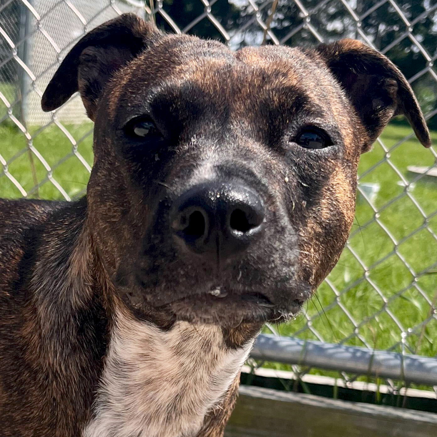 Adoptable Dogs — Humane Society of Jefferson County, Wisconsin