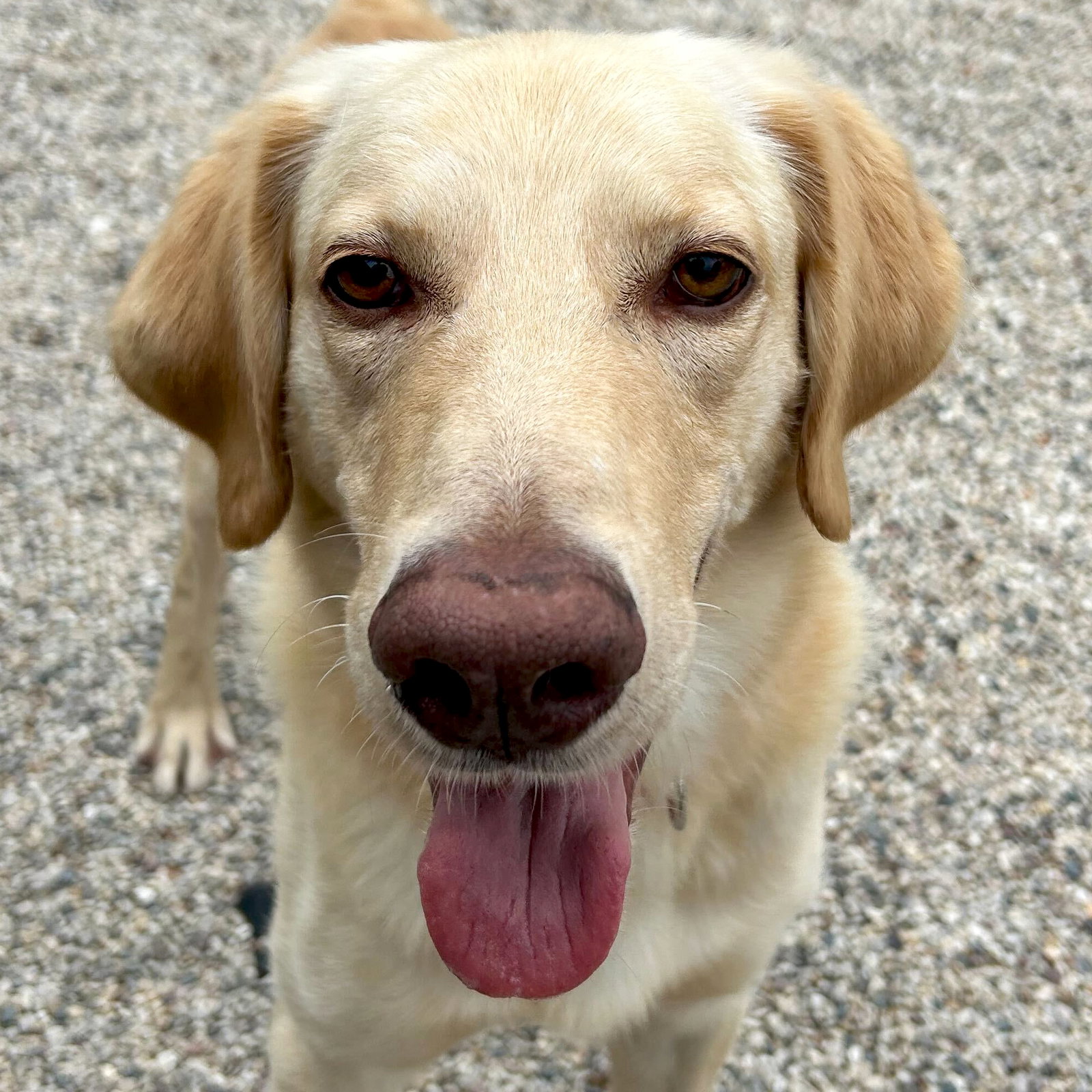 Adoptable Dogs — Humane Society of Jefferson County, Wisconsin