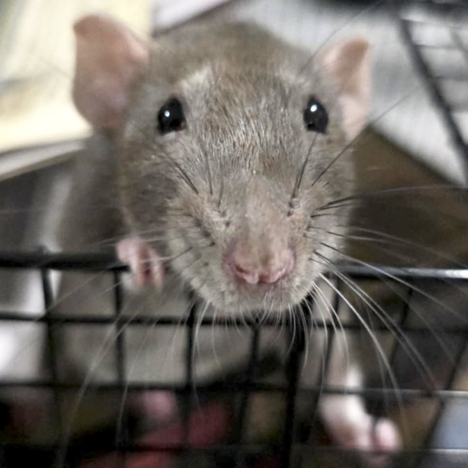 Adoptable Small, Furry and Feathered Animals — Humane Society of ...