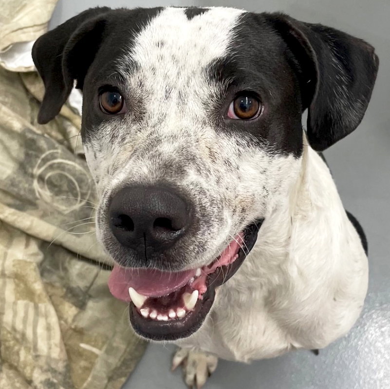 Adoptable Dogs — Humane Society of Jefferson County, Wisconsin