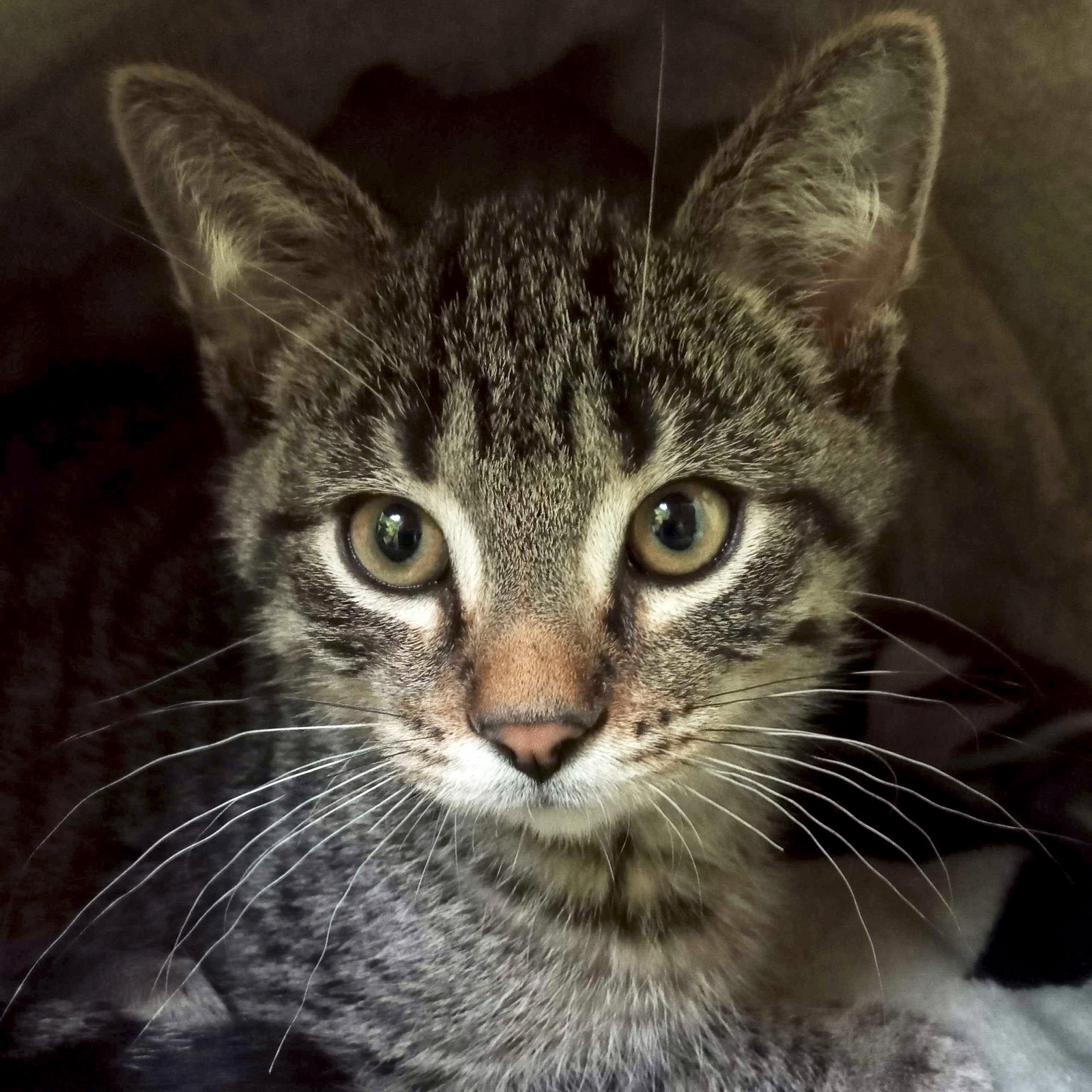 Adoptable Cats — Humane Society of Jefferson County, Wisconsin