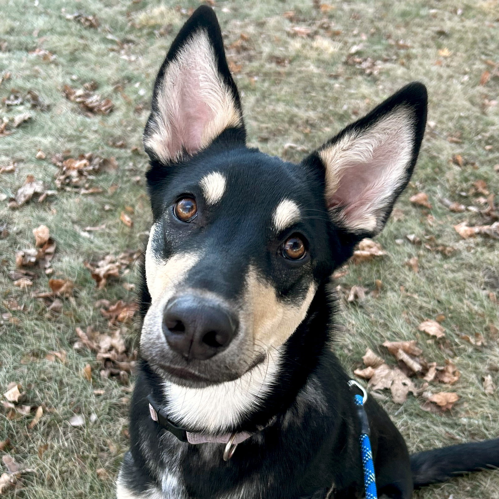 Adoptable Dogs – Humane Society of Jefferson County