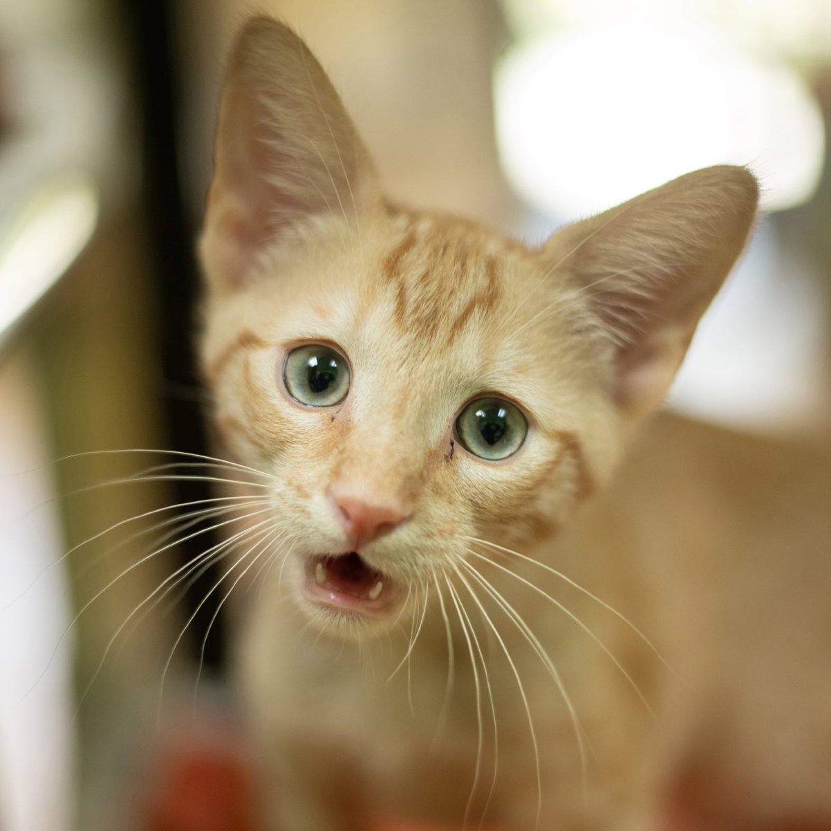 Adoptable Cats — Humane Society of Jefferson County, Wisconsin