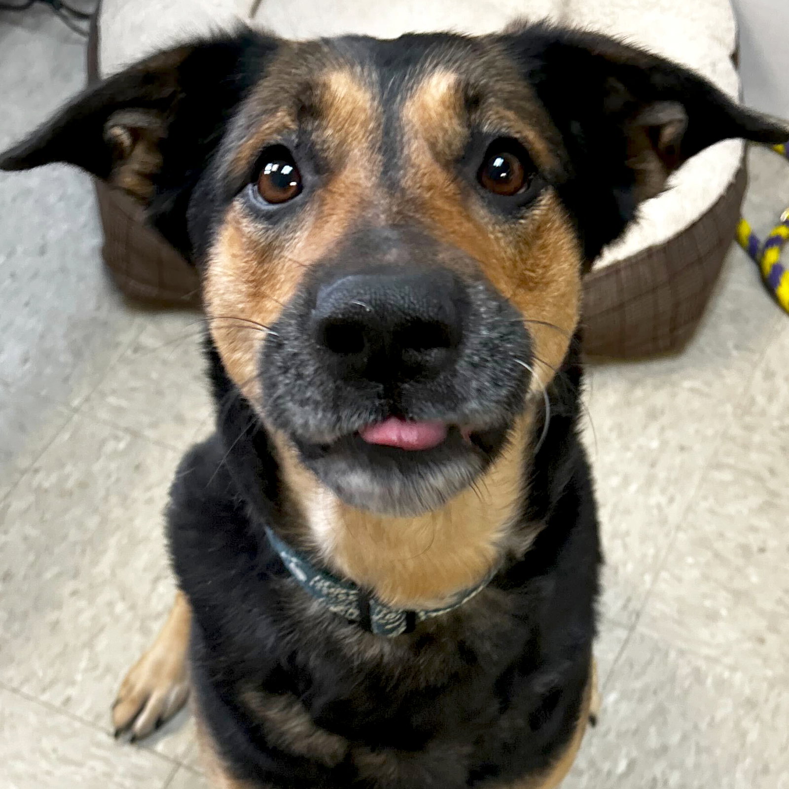 Adoptable Dogs – Humane Society of Jefferson County