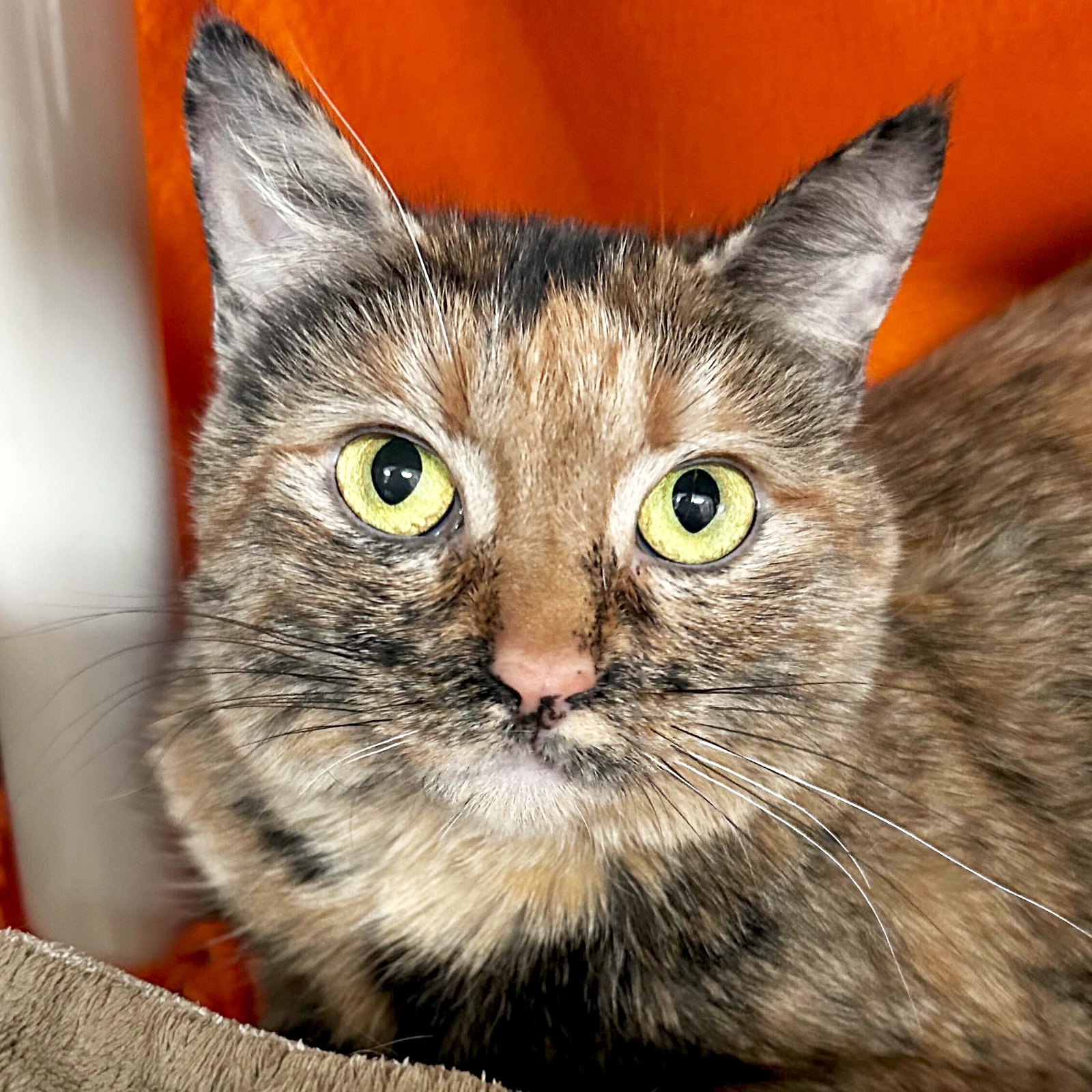 Adoptable Cats – Humane Society of Jefferson County