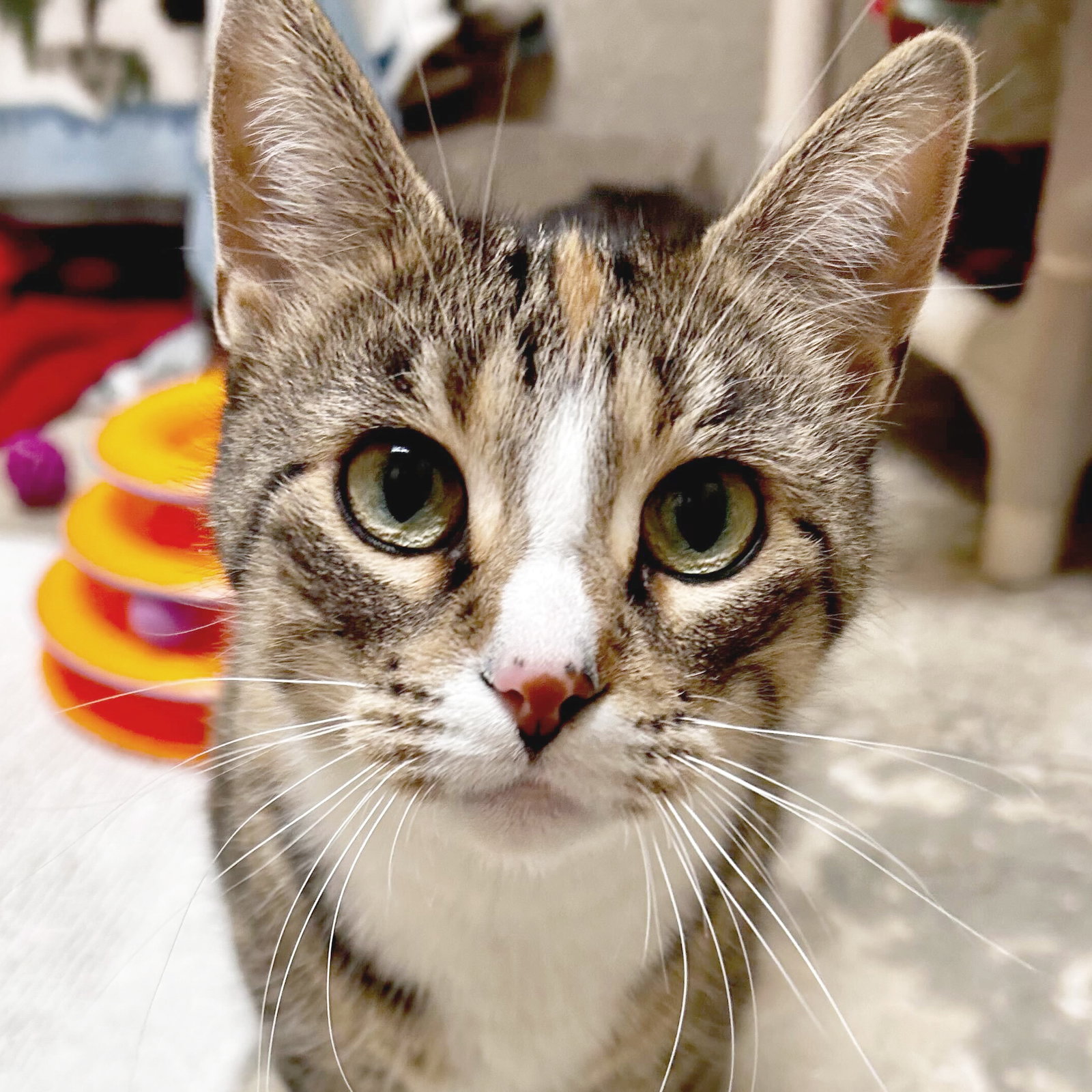 Adoptable Cats – Humane Society of Jefferson County