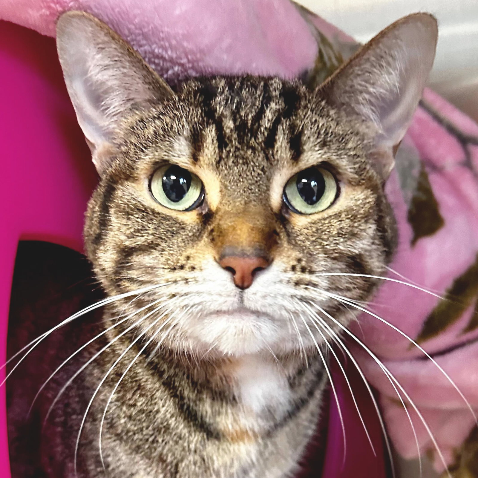 Adoptable Cats – Humane Society of Jefferson County