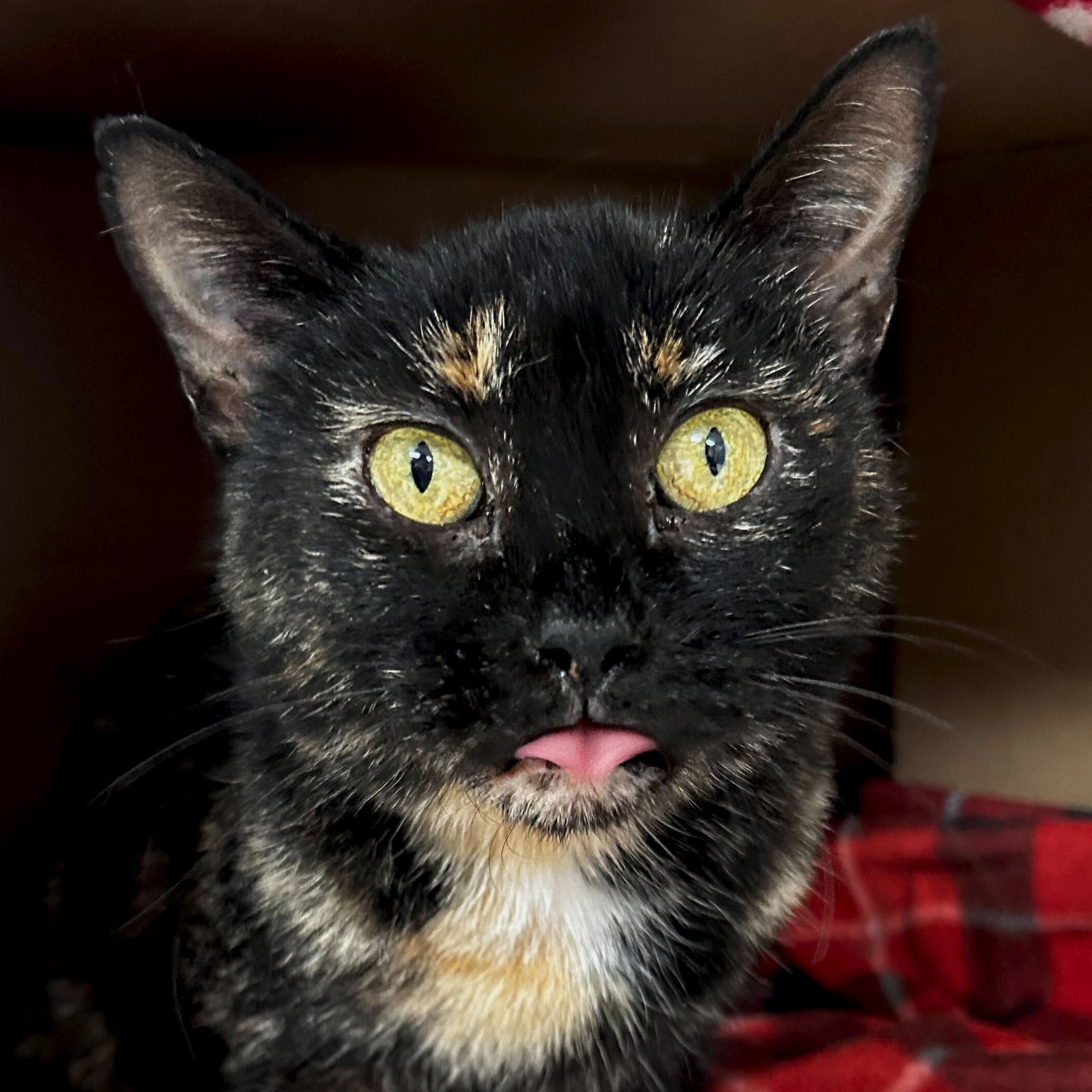 Adoptable Cats – Humane Society of Jefferson County