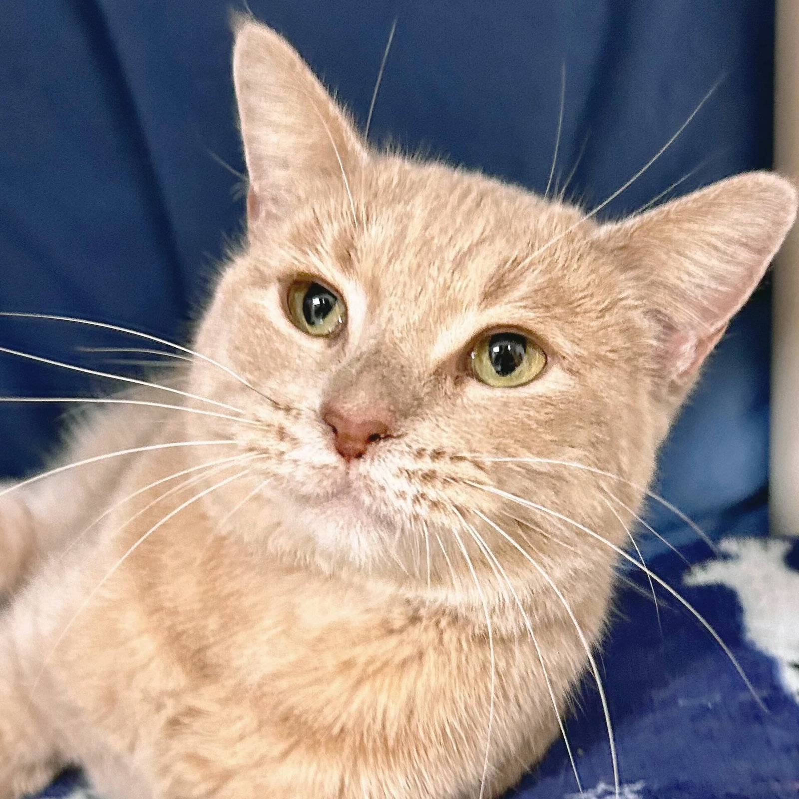 Adoptable Cats – Humane Society of Jefferson County