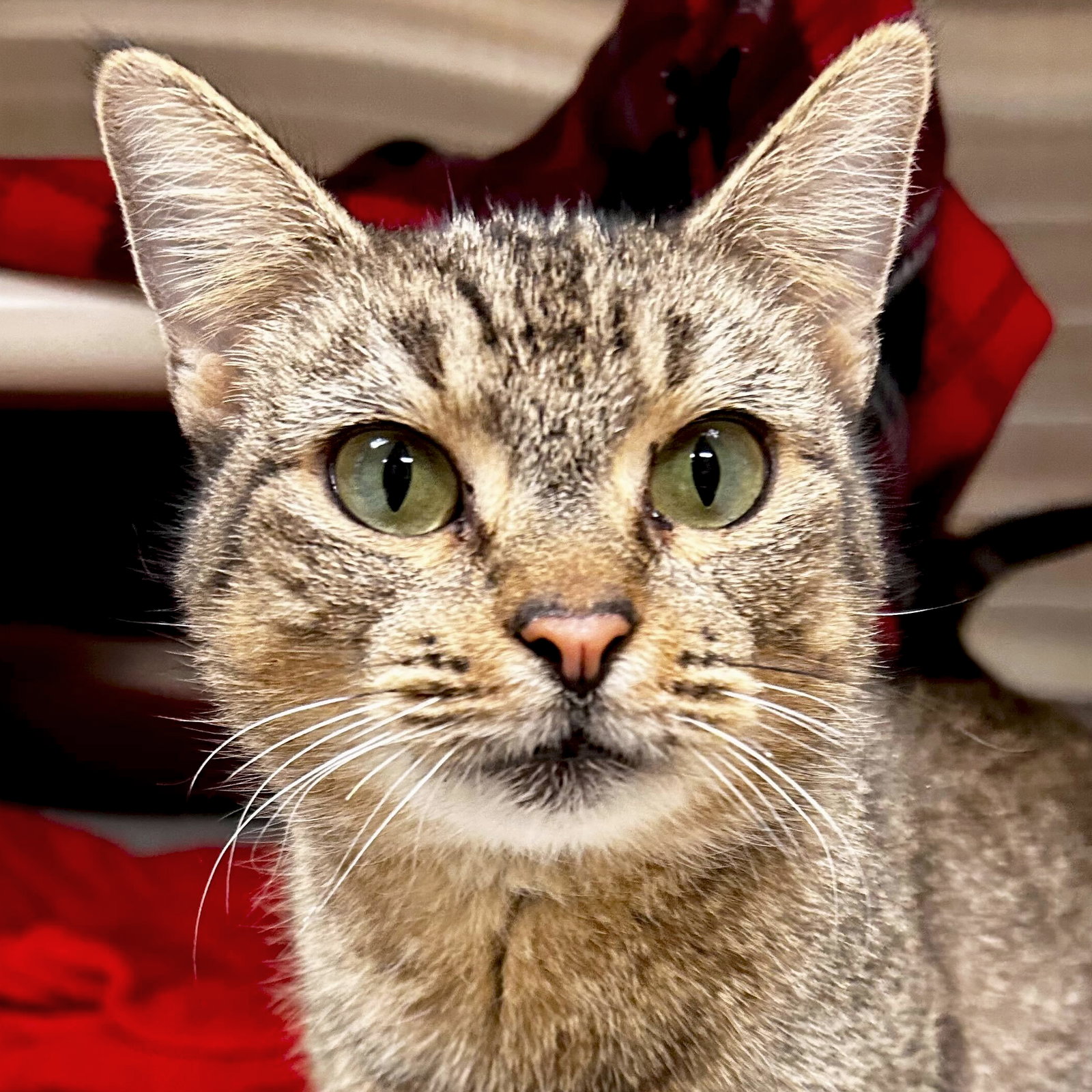 Adoptable Cats – Humane Society of Jefferson County