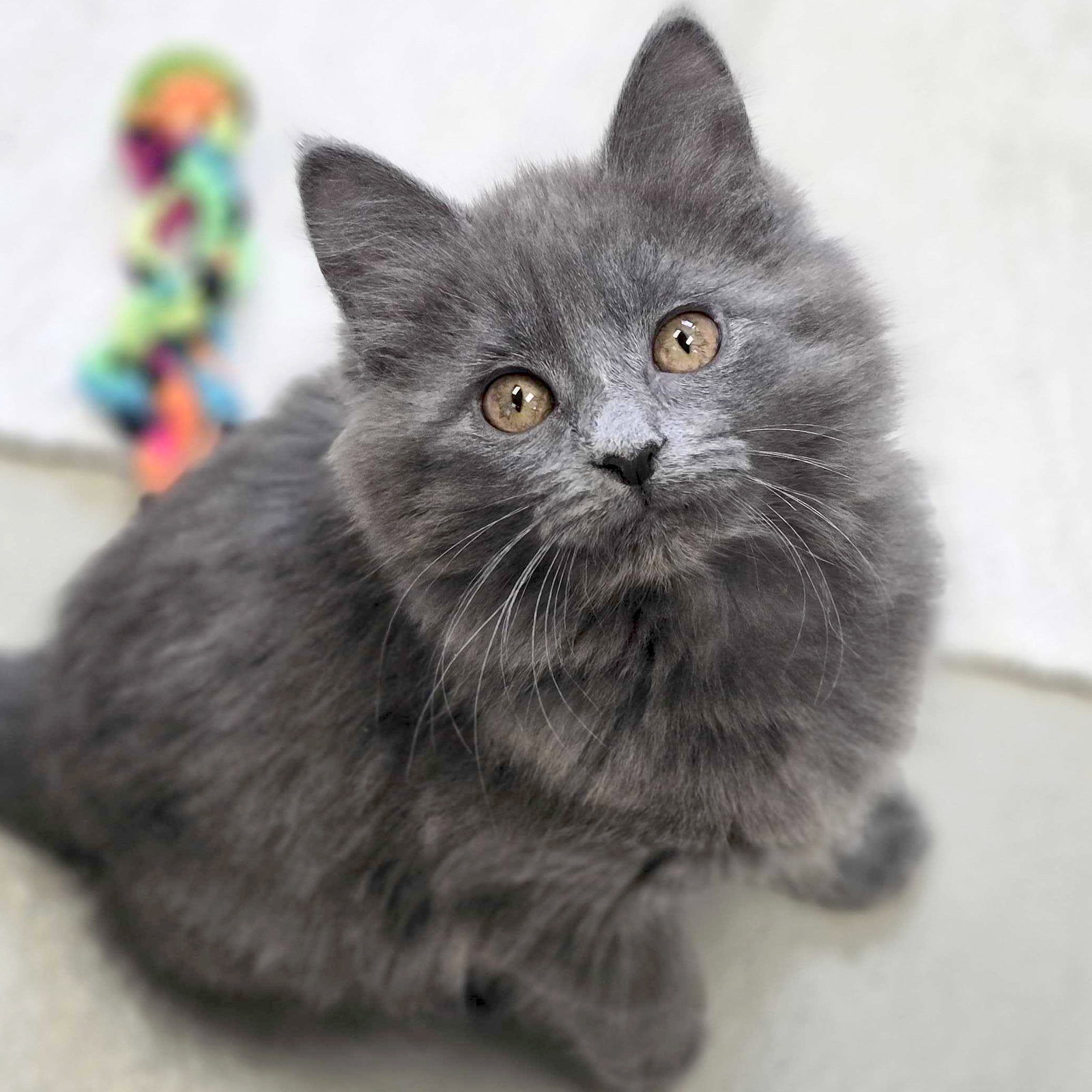 Adoptable Cats – Humane Society of Jefferson County