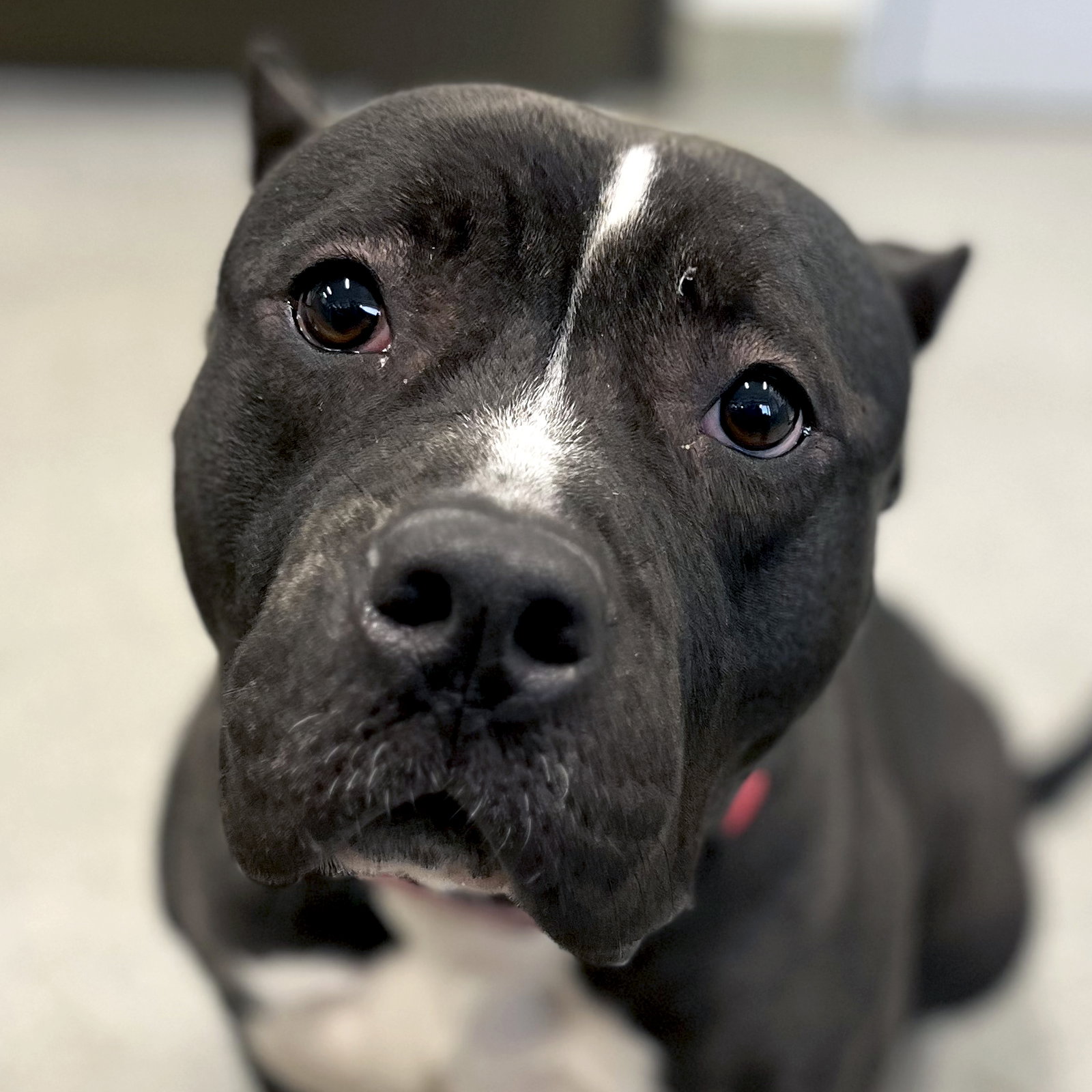 Adoptable Dogs - Humane Society of Jefferson County