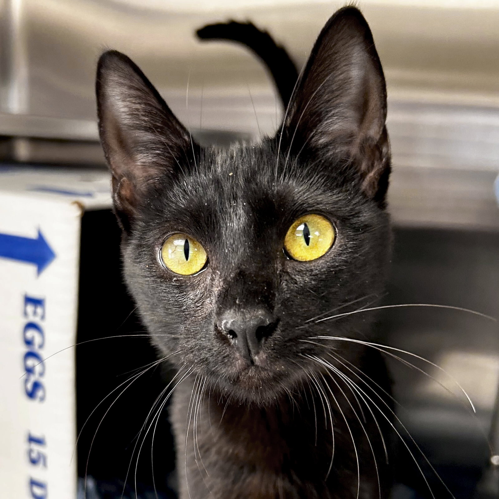 Adoptable Cats – Humane Society of Jefferson County