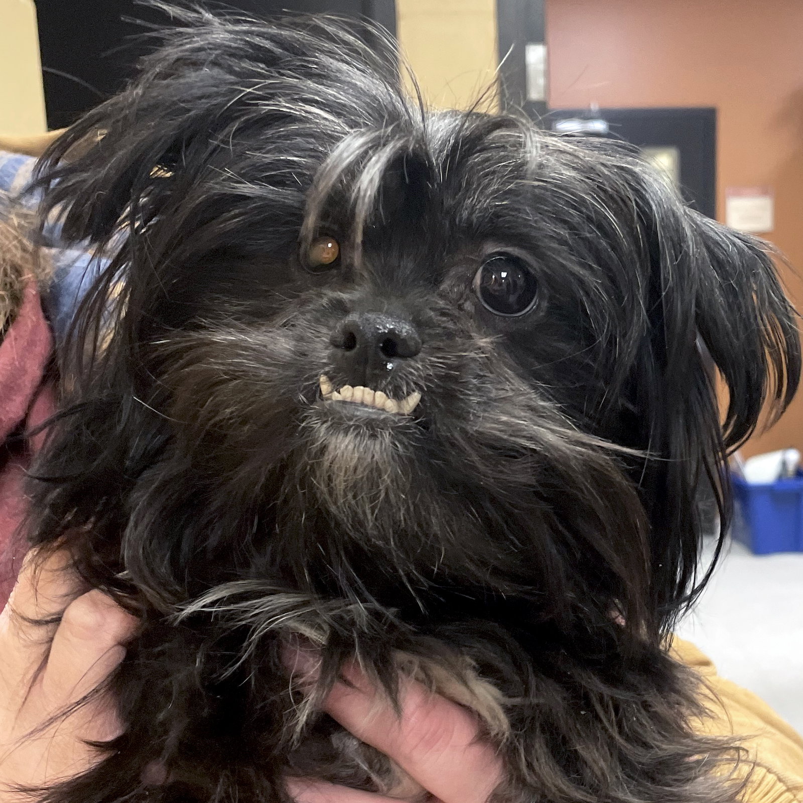 Adoptable Dogs – Humane Society of Jefferson County