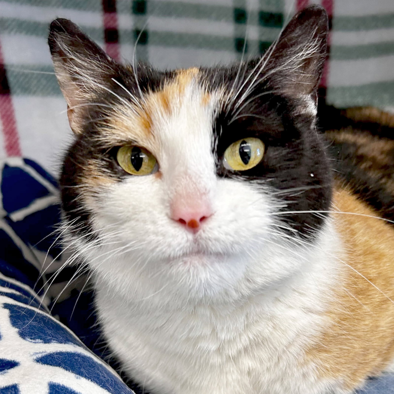 Adoptable Cats – Humane Society of Jefferson County
