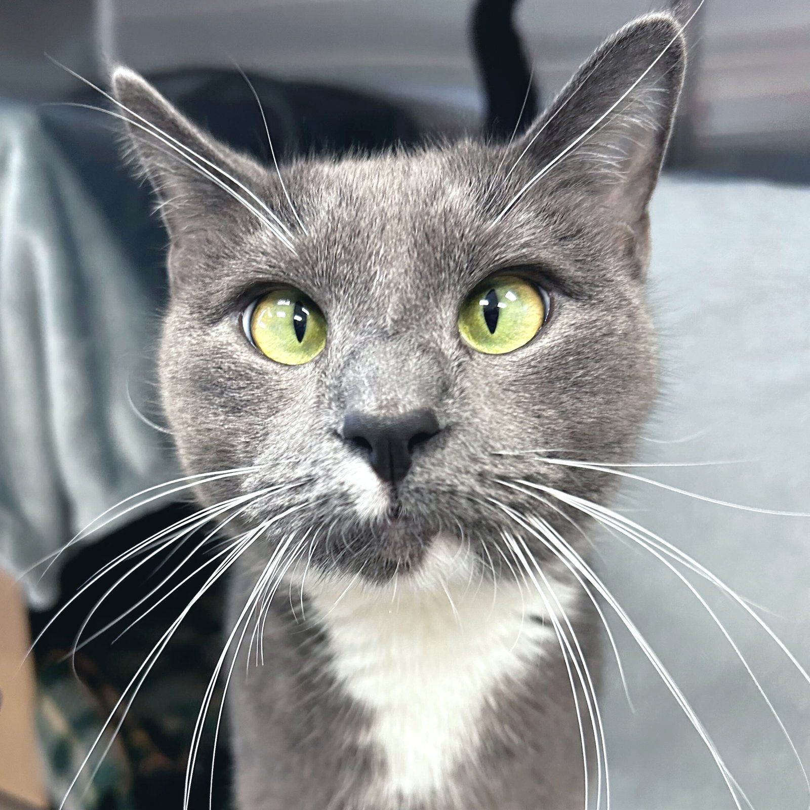 Adoptable Cats – Humane Society of Jefferson County