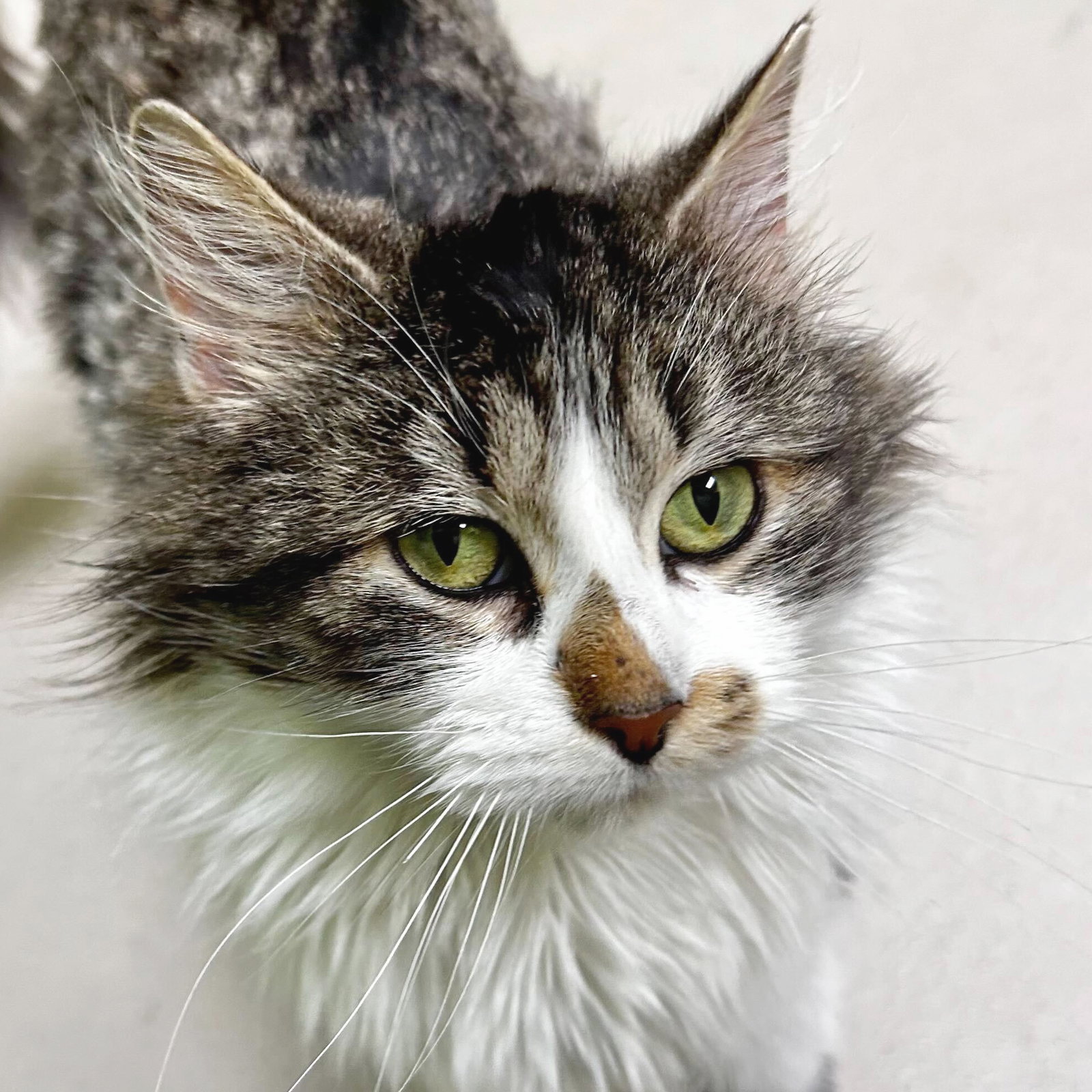 Adoptable Cats – Humane Society of Jefferson County