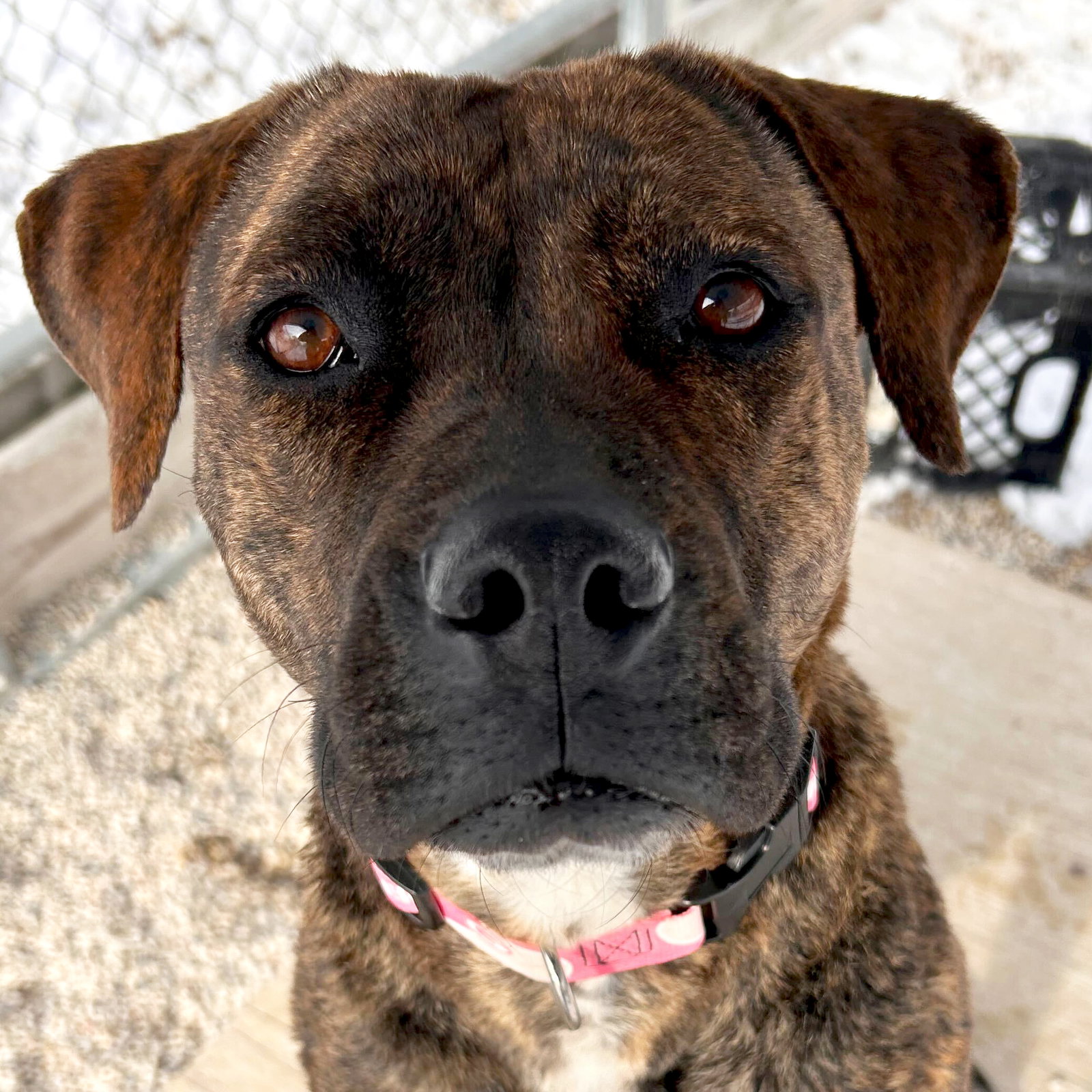 Adoptable Dogs – Humane Society of Jefferson County