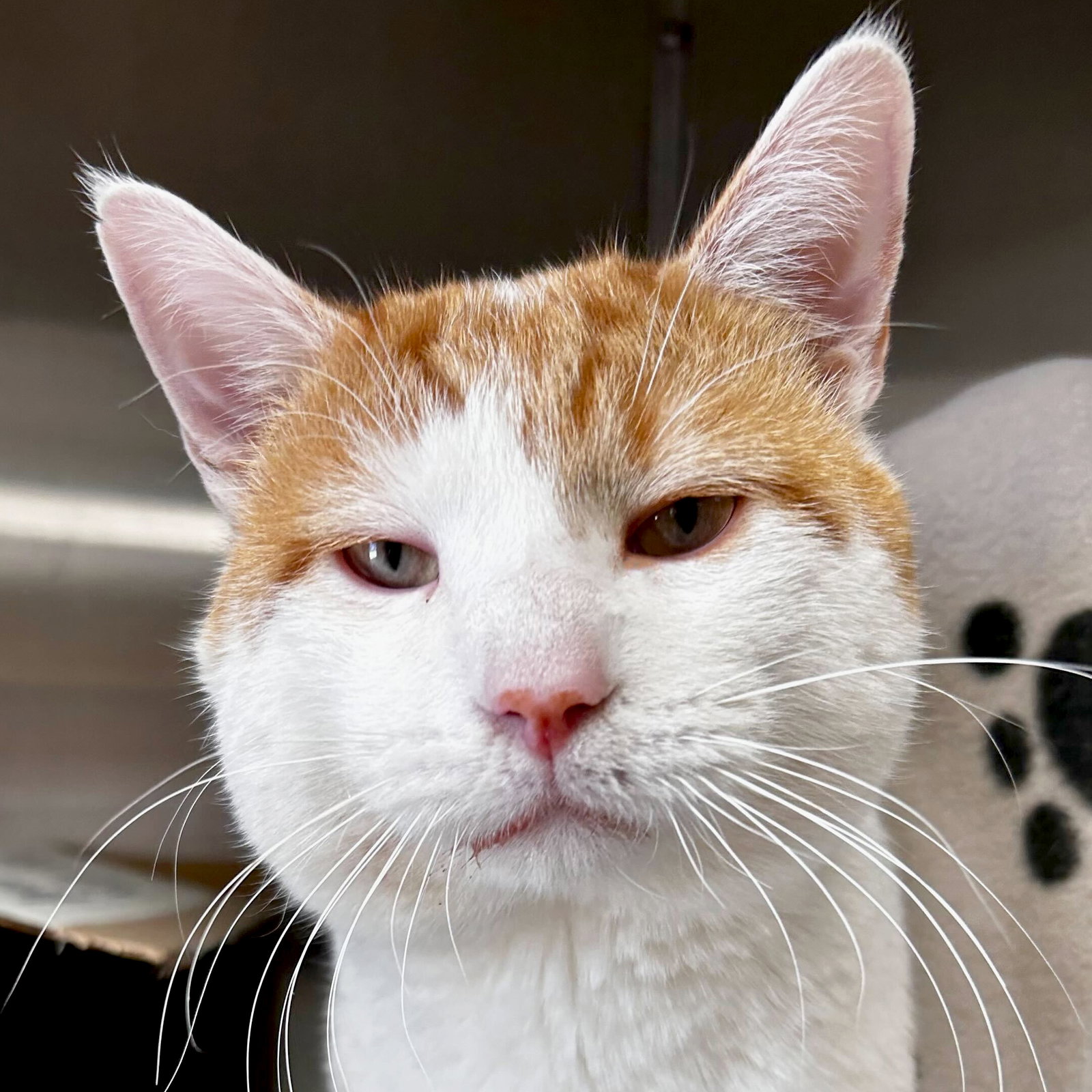 Adoptable Cats – Humane Society of Jefferson County