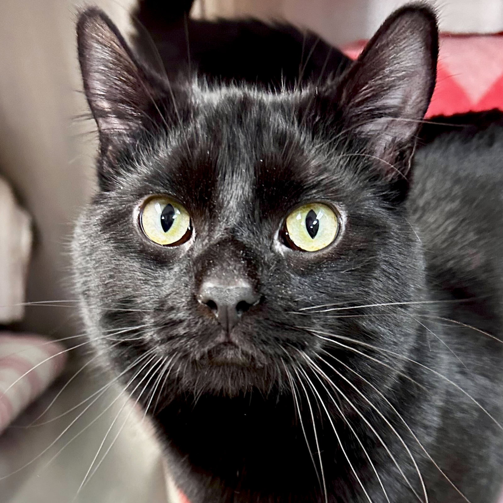 Adoptable Cats – Humane Society of Jefferson County