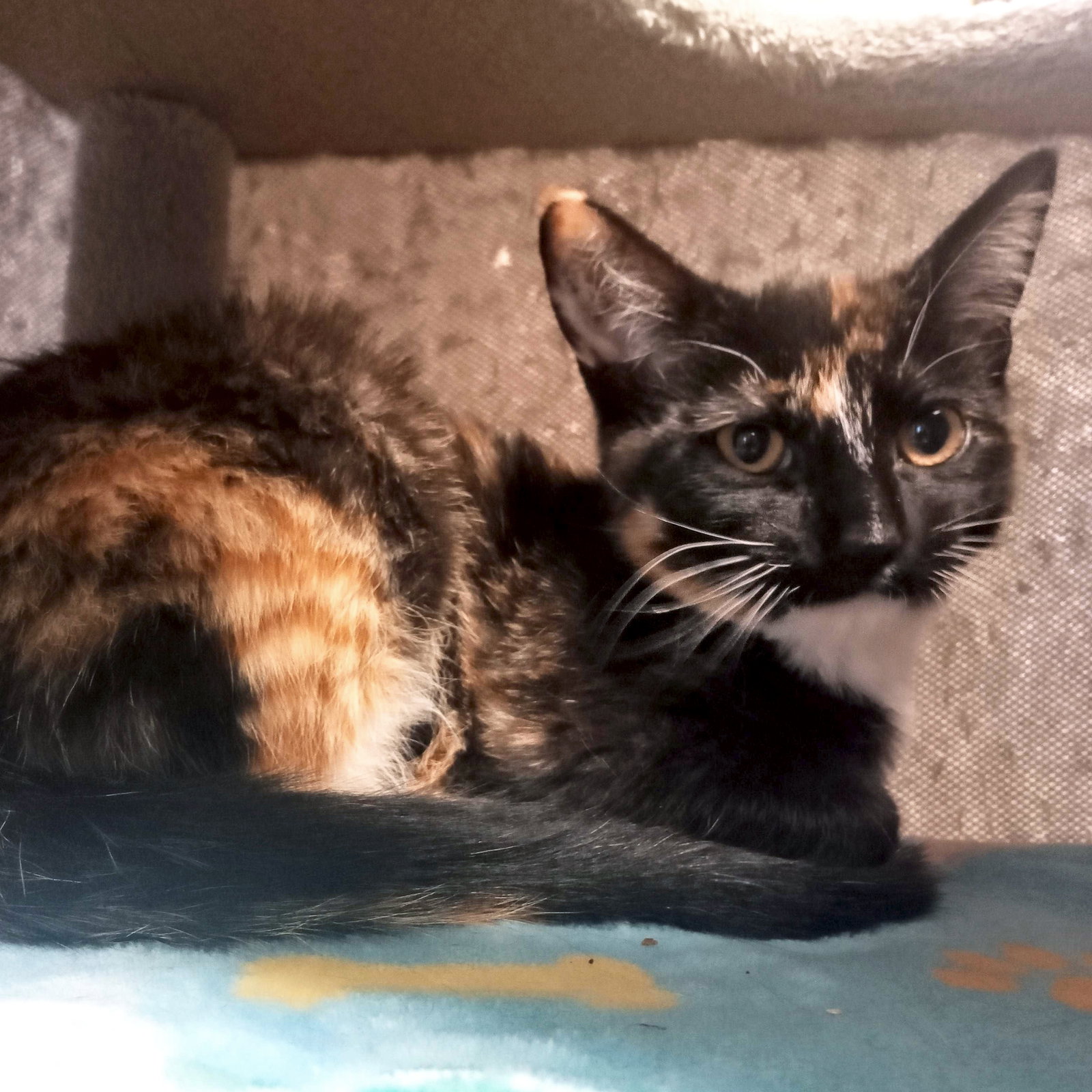 Adoptable Cats – Humane Society of Jefferson County
