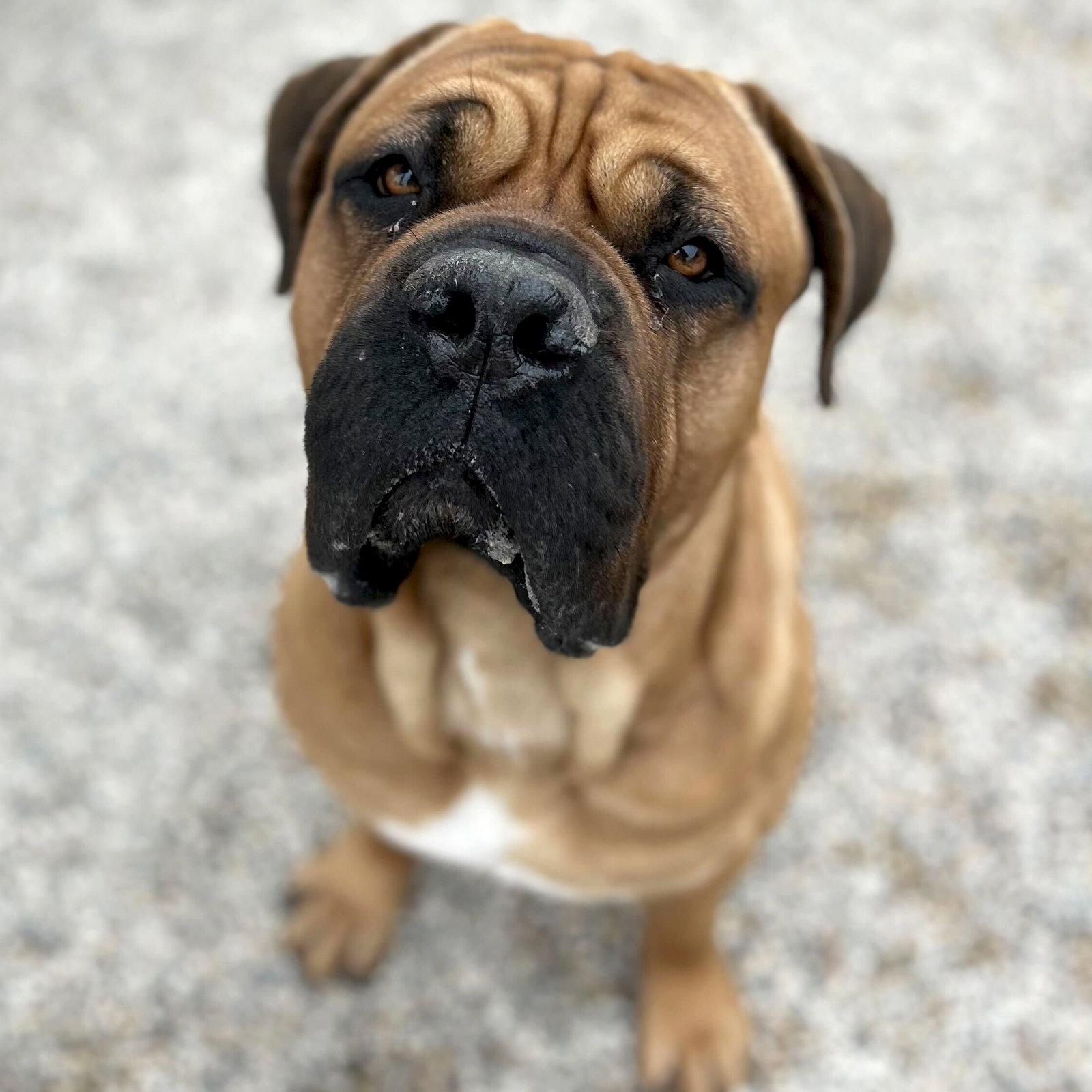 Adoptable Dogs - Humane Society of Jefferson County