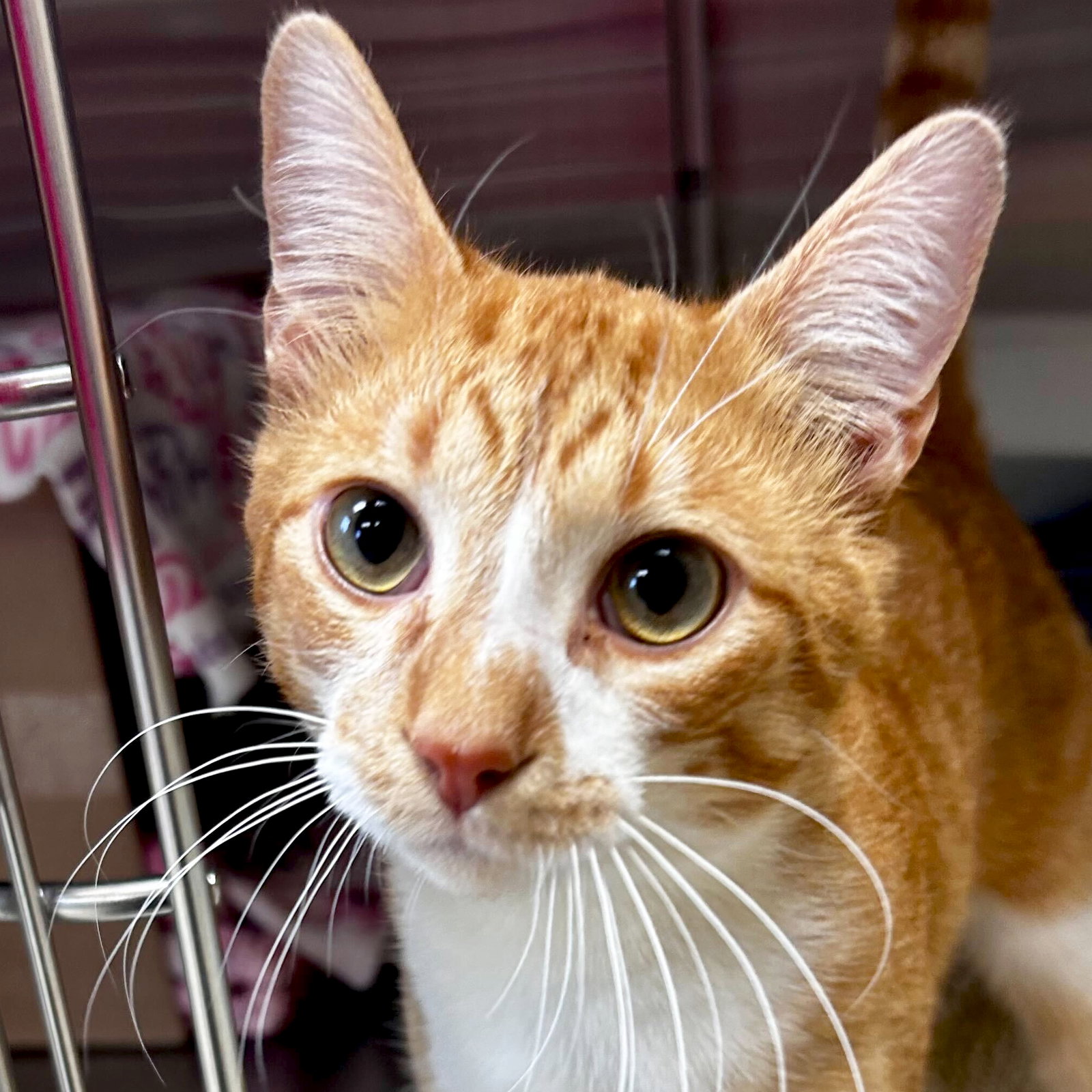 Adoptable Cats – Humane Society of Jefferson County