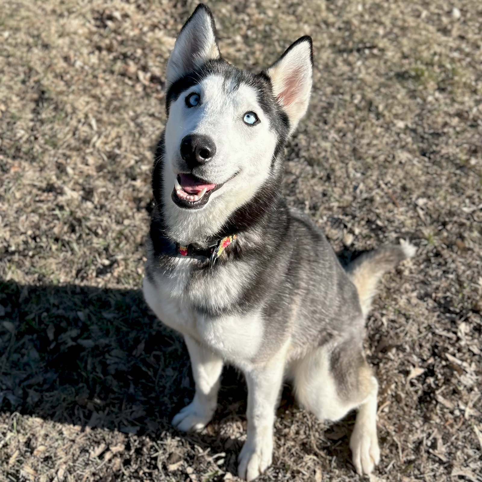 Adoptable Dogs - Humane Society of Jefferson County
