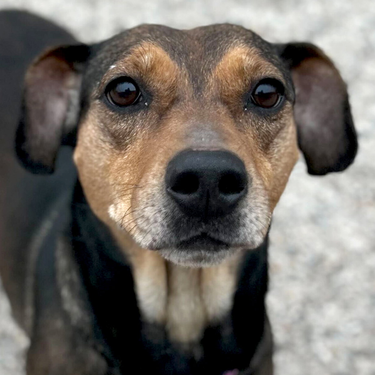 Adoptable Dogs - Humane Society of Jefferson County