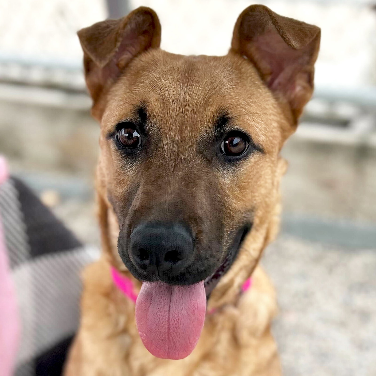 Adoptable Dogs - Humane Society of Jefferson County