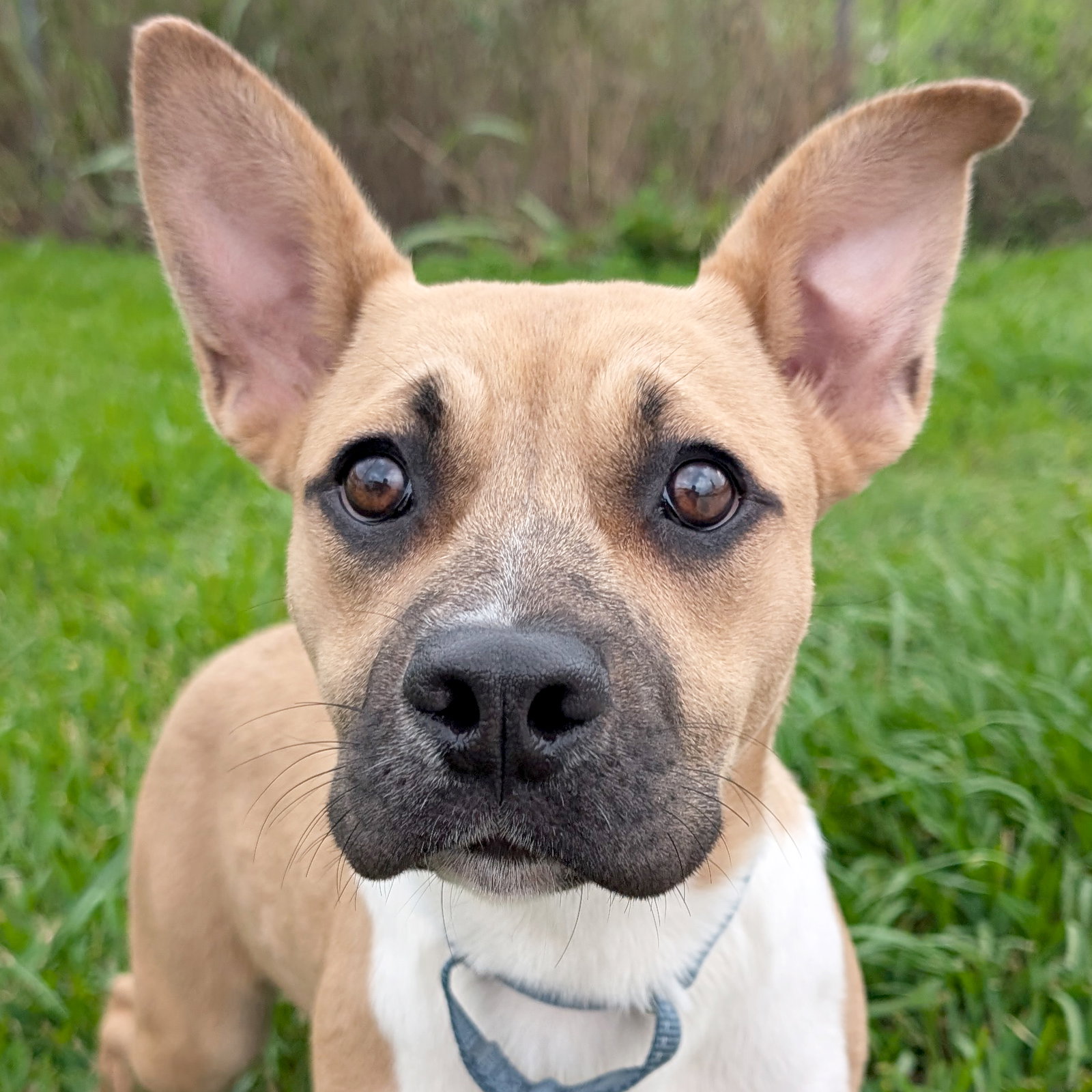 Adoptable Dogs - Humane Society of Jefferson County
