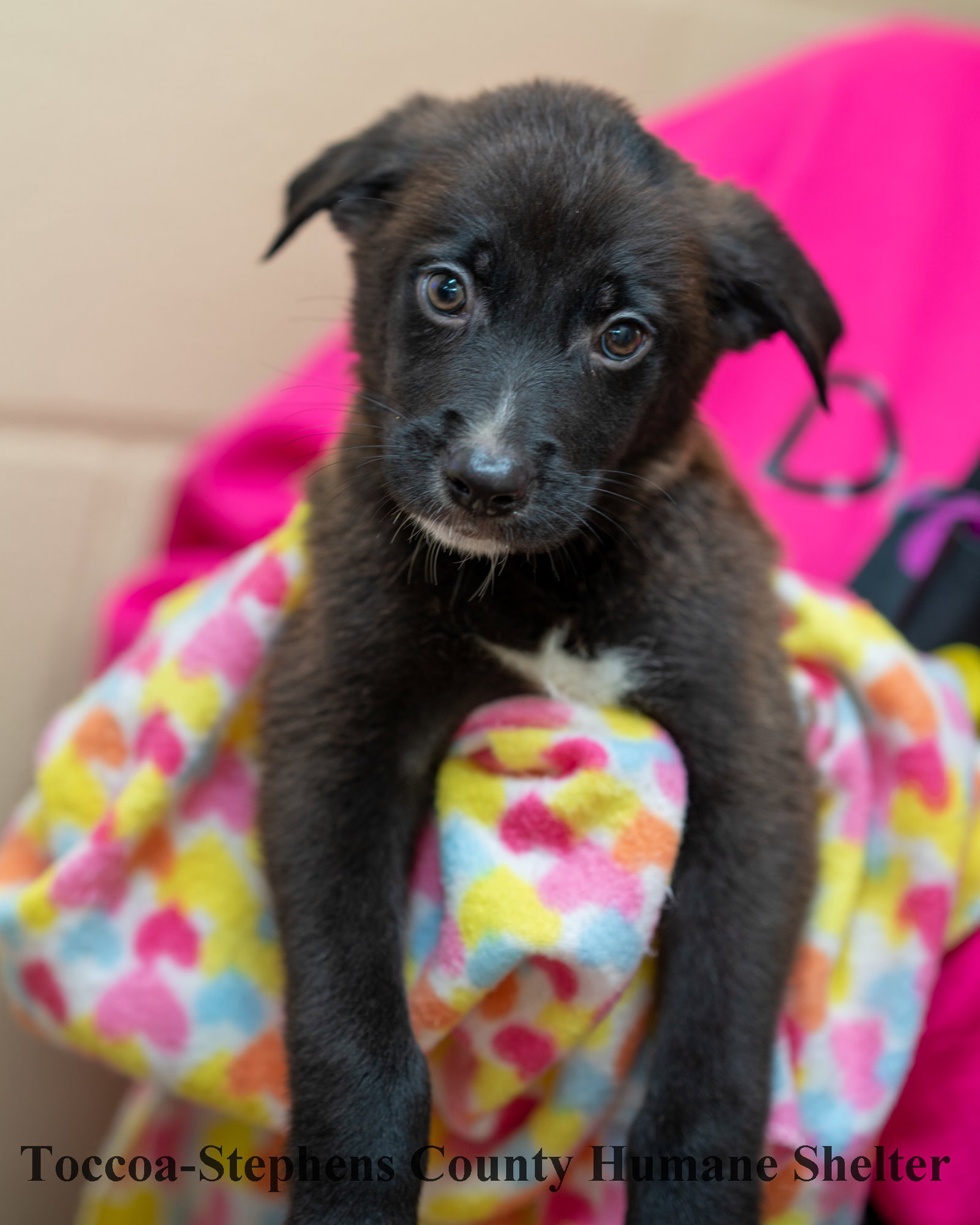Dog for Adoption - Hoosier, a Terrier in Buford, GA | Alpha Paw