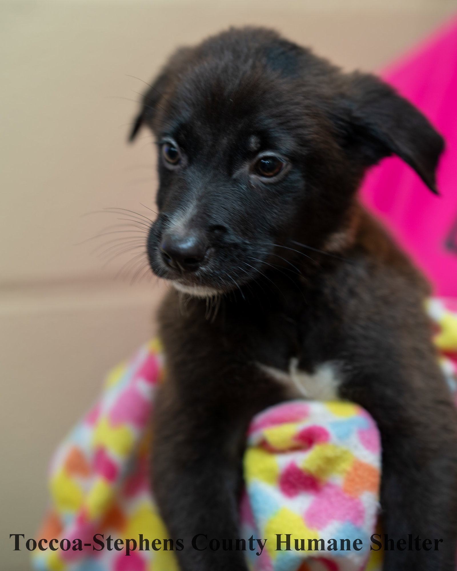 Dog for Adoption - Hoosier, a Terrier in Buford, GA | Alpha Paw