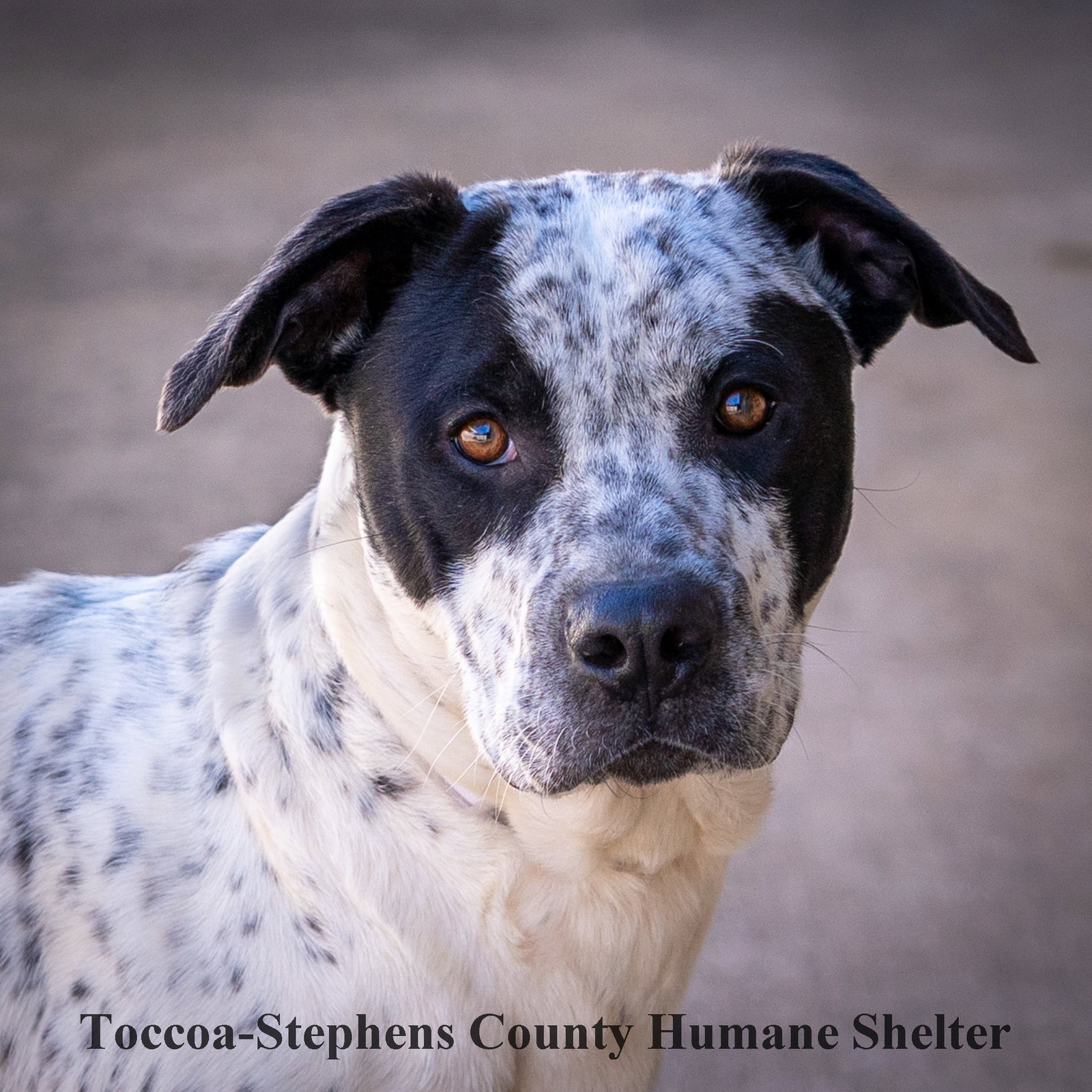 Dog for Adoption - Costello, a Retriever in Rabun County, GA | Alpha Paw