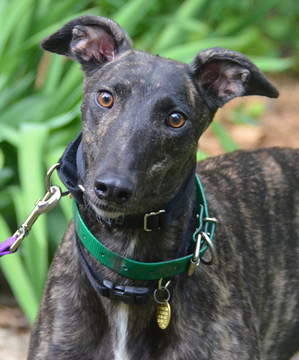 Home :: Greyhound Pets of America - Minnesota