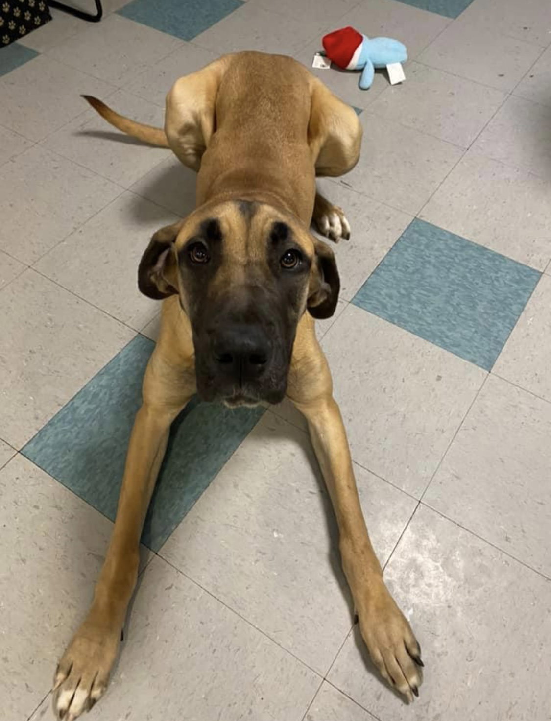 Dog for Adoption - Bennie, a Great Dane in Laporte County, IN | Alpha Paw