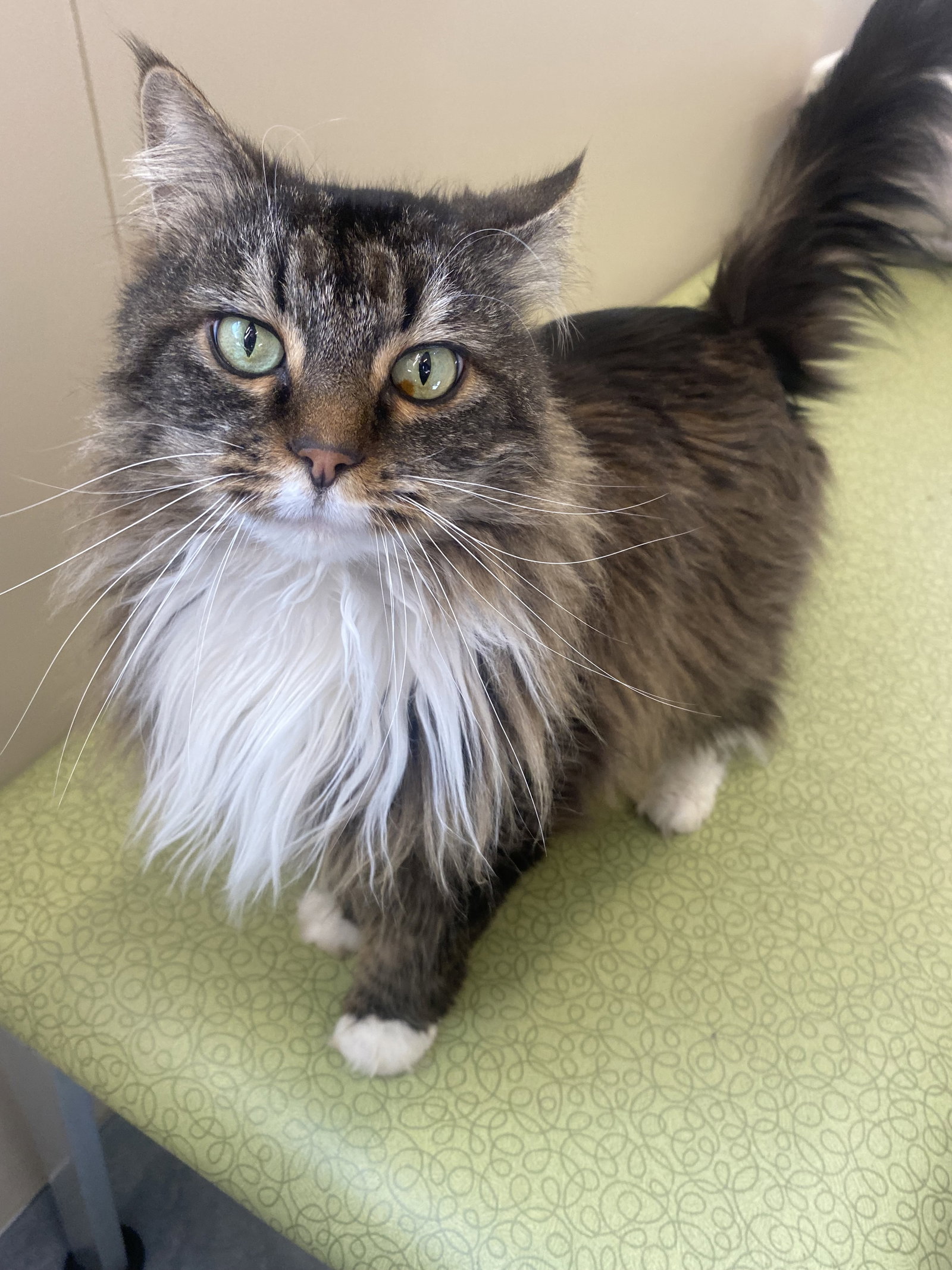 Cats for Adoption in Hinsdale, Massachusetts | Alpha Paw