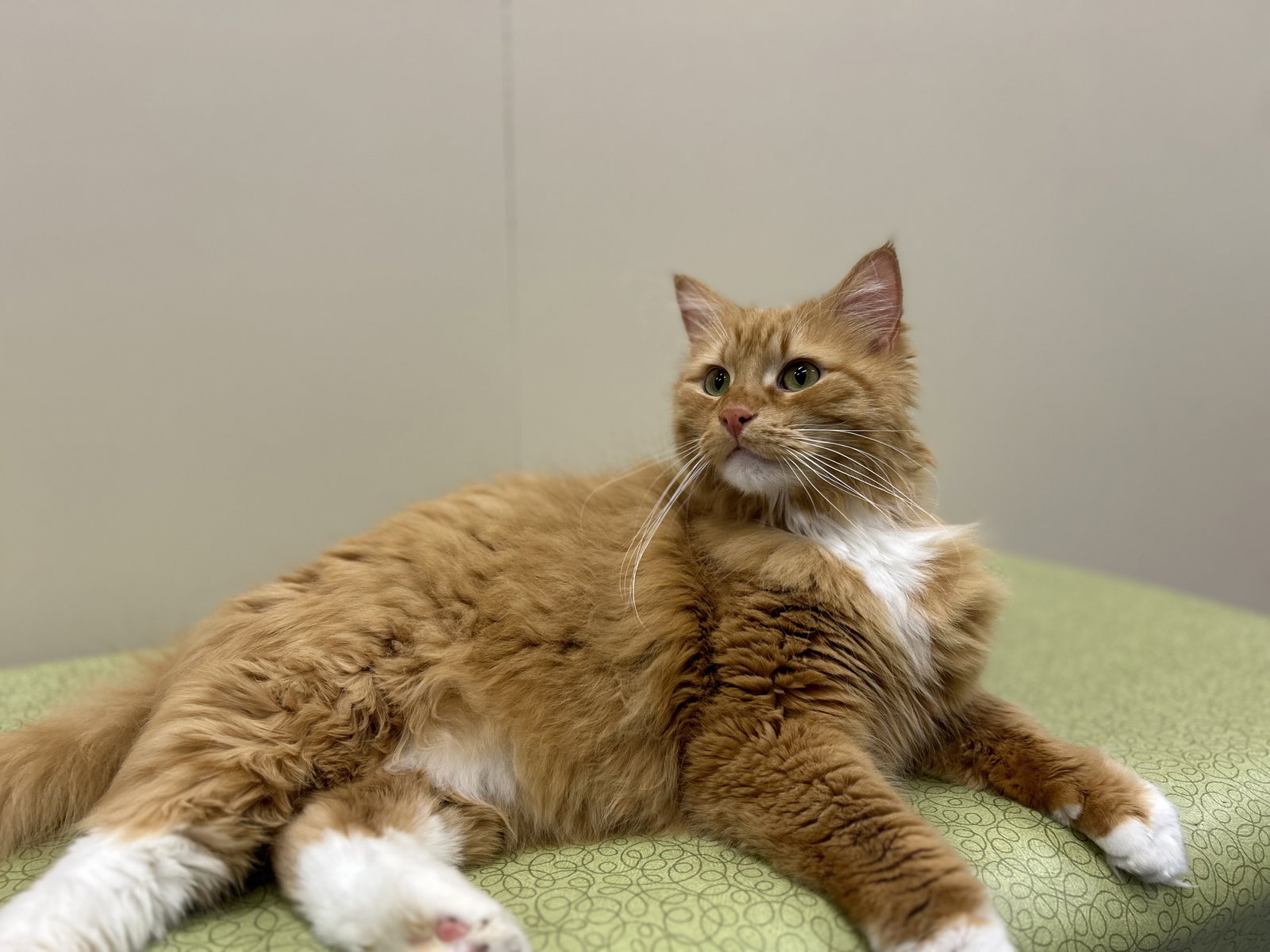 Cat adoption in Arlington, VT 05250: Domestic Long Hair (long coat) Cat ...