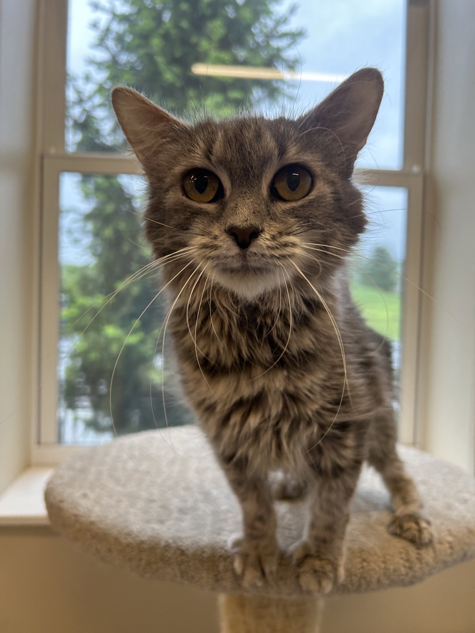 Cat adoption in Arlington, VT 05250: Domestic Medium Hair (medium coat ...