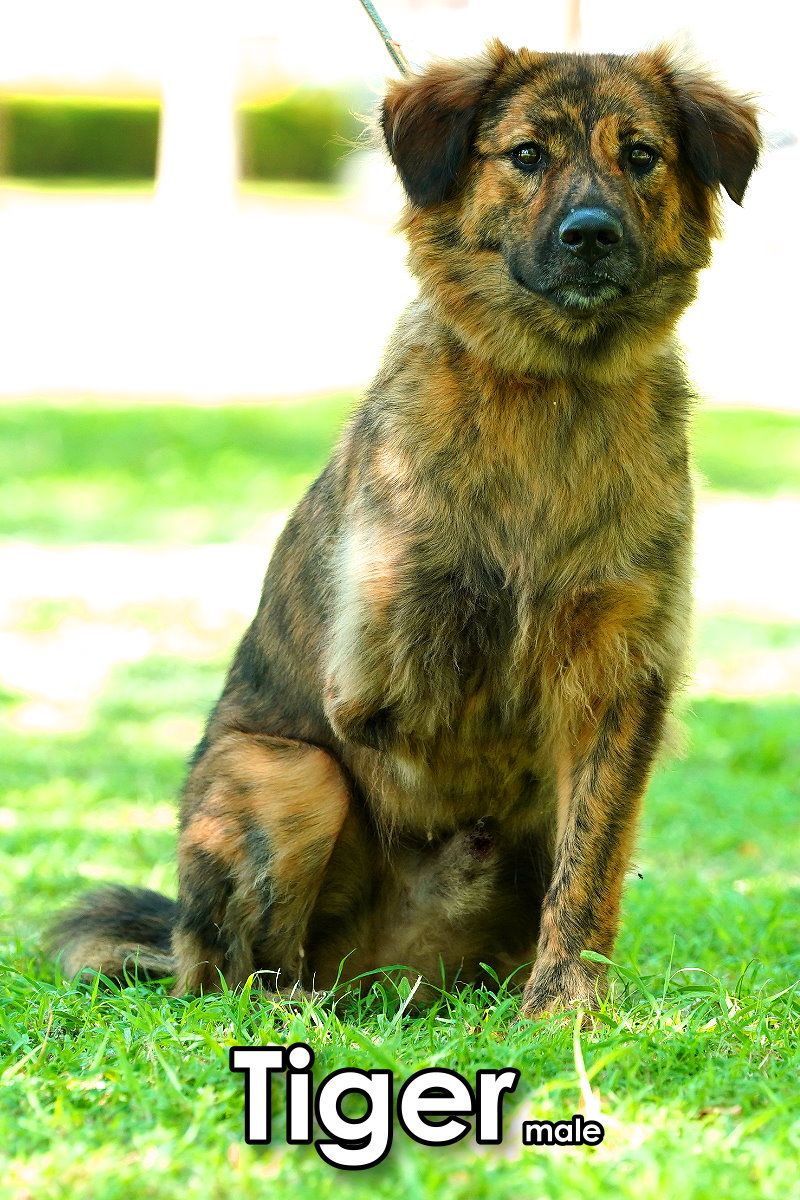 Dog for Adoption - Tiger from Taiwan (3 legged), a Australian Shepherd ...