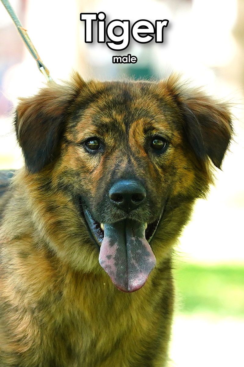 Dog for Adoption - Tiger from Taiwan (3 legged), a Australian Shepherd ...