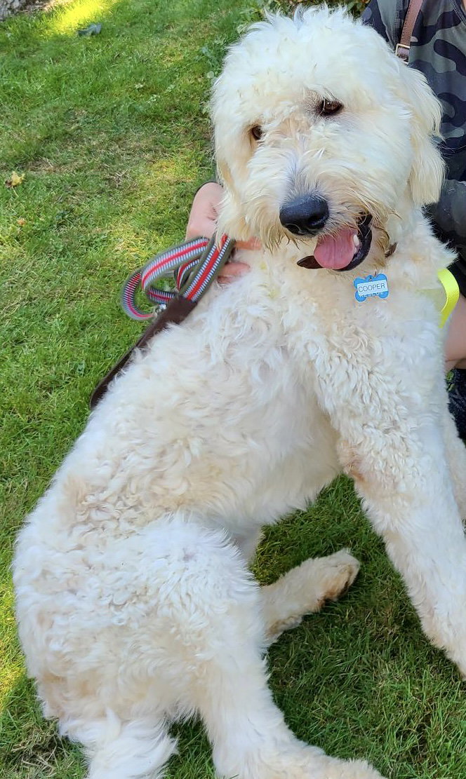 Dog for Adoption - Cooper from Korea, a Golden Retriever in Thurston ...