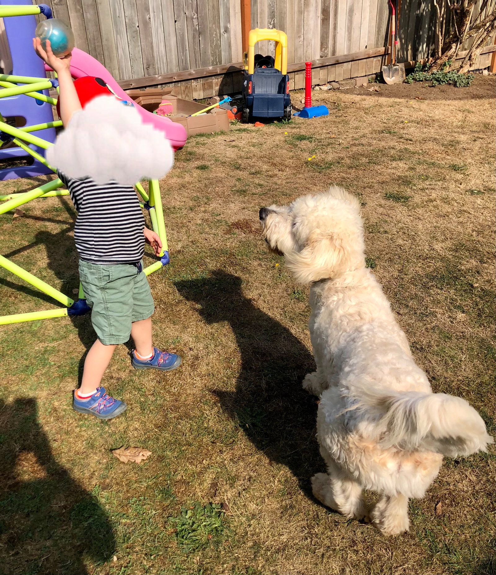 Dog for Adoption - Cooper from Korea, a Golden Retriever in Bothell, WA ...