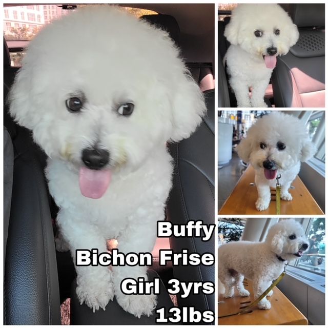 Dog for Adoption - Buffy from Korea, a Bichon Frise in Tacoma, WA ...