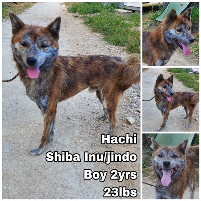 Dog for Adoption - Hachi from Korea, a Shiba Inu in Edgewood, WA ...