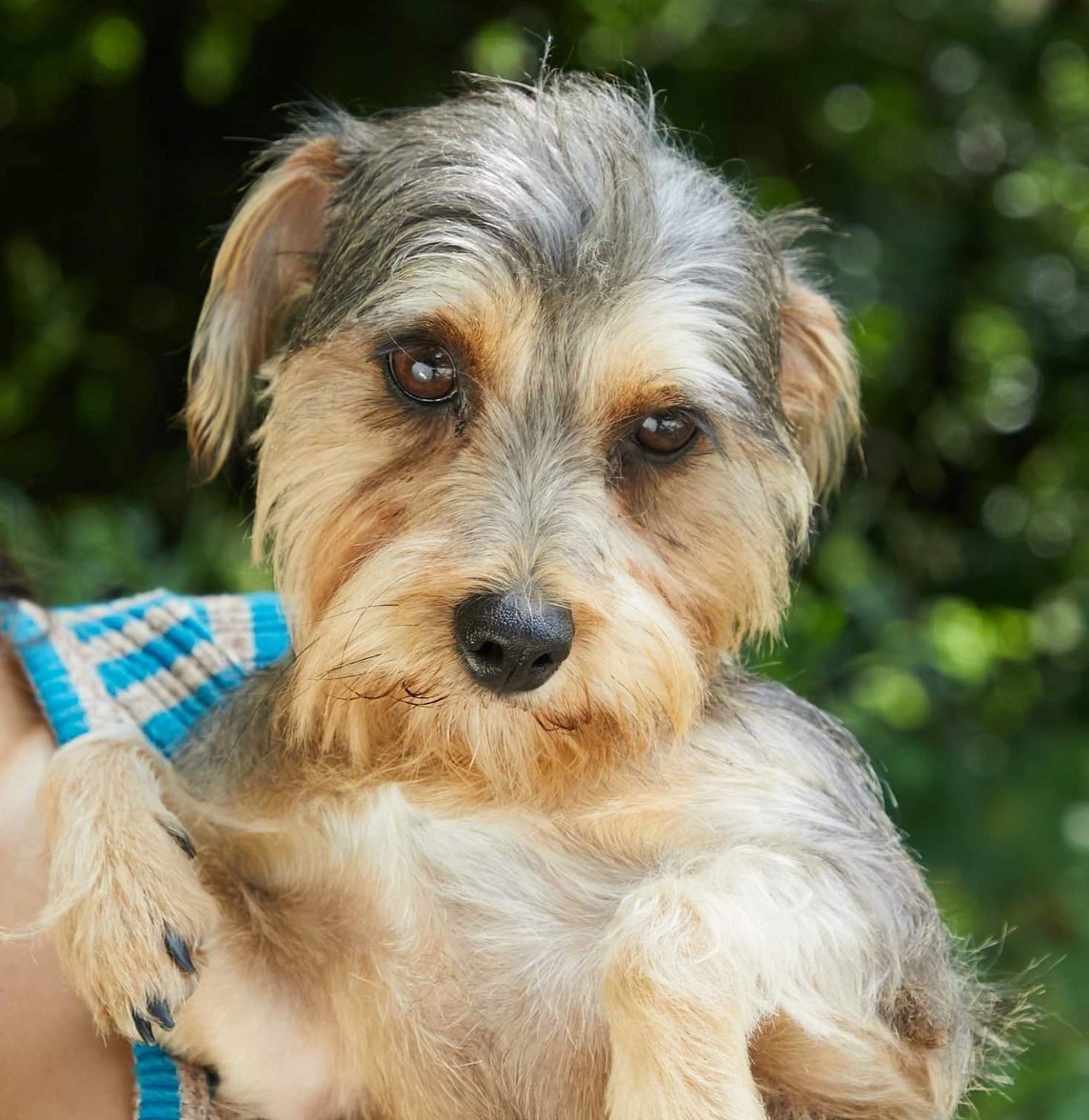 Dog for Adoption - Skyler Syd from Mexico, a Yorkshire Terrier Yorkie ...